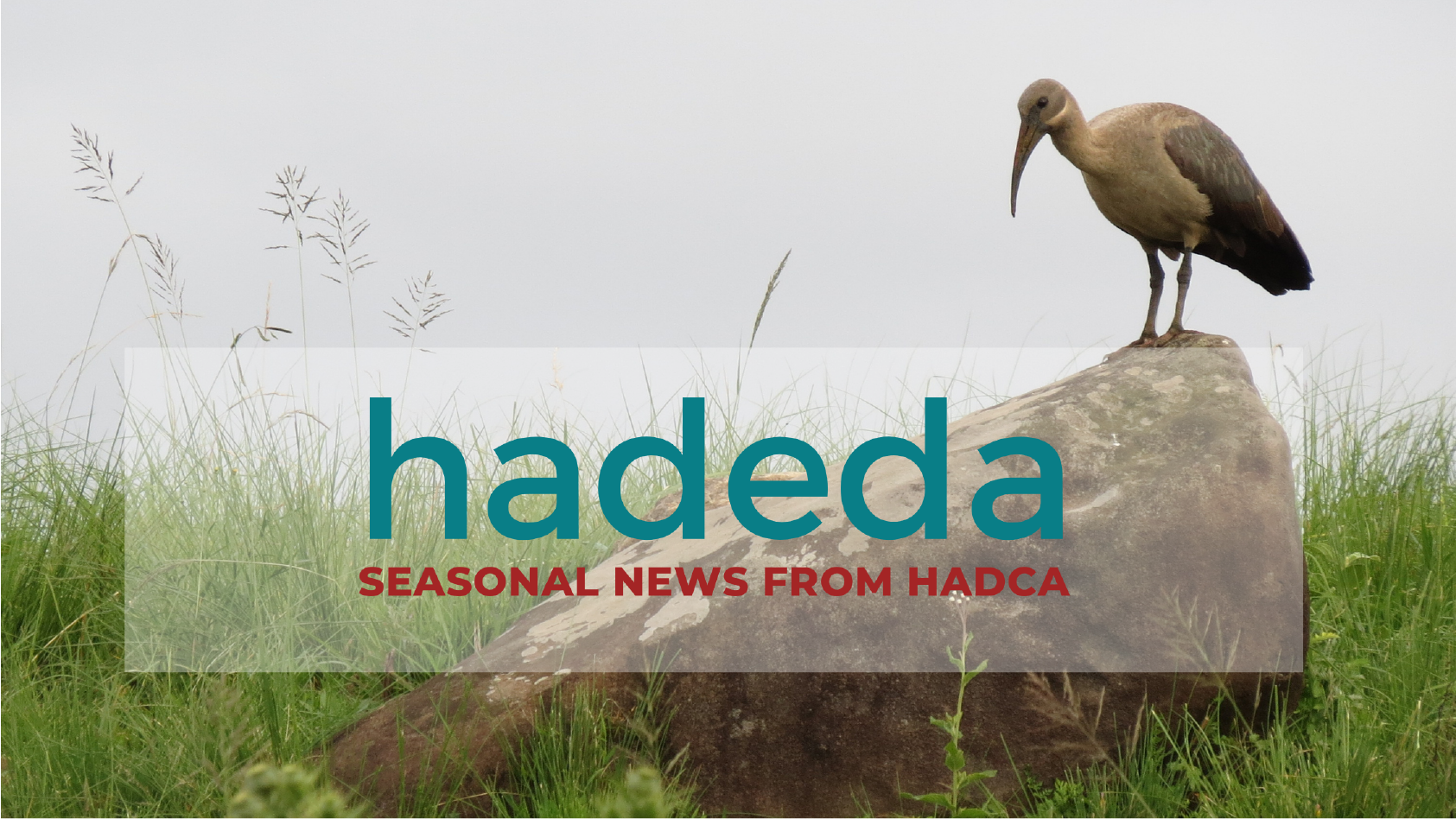 Autumn News from HADCA
